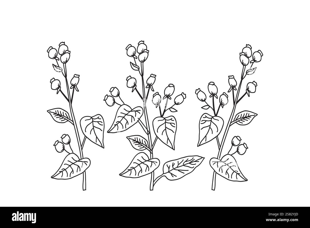 Line art hand drawn branches with leaves and berries isolated on white ...
