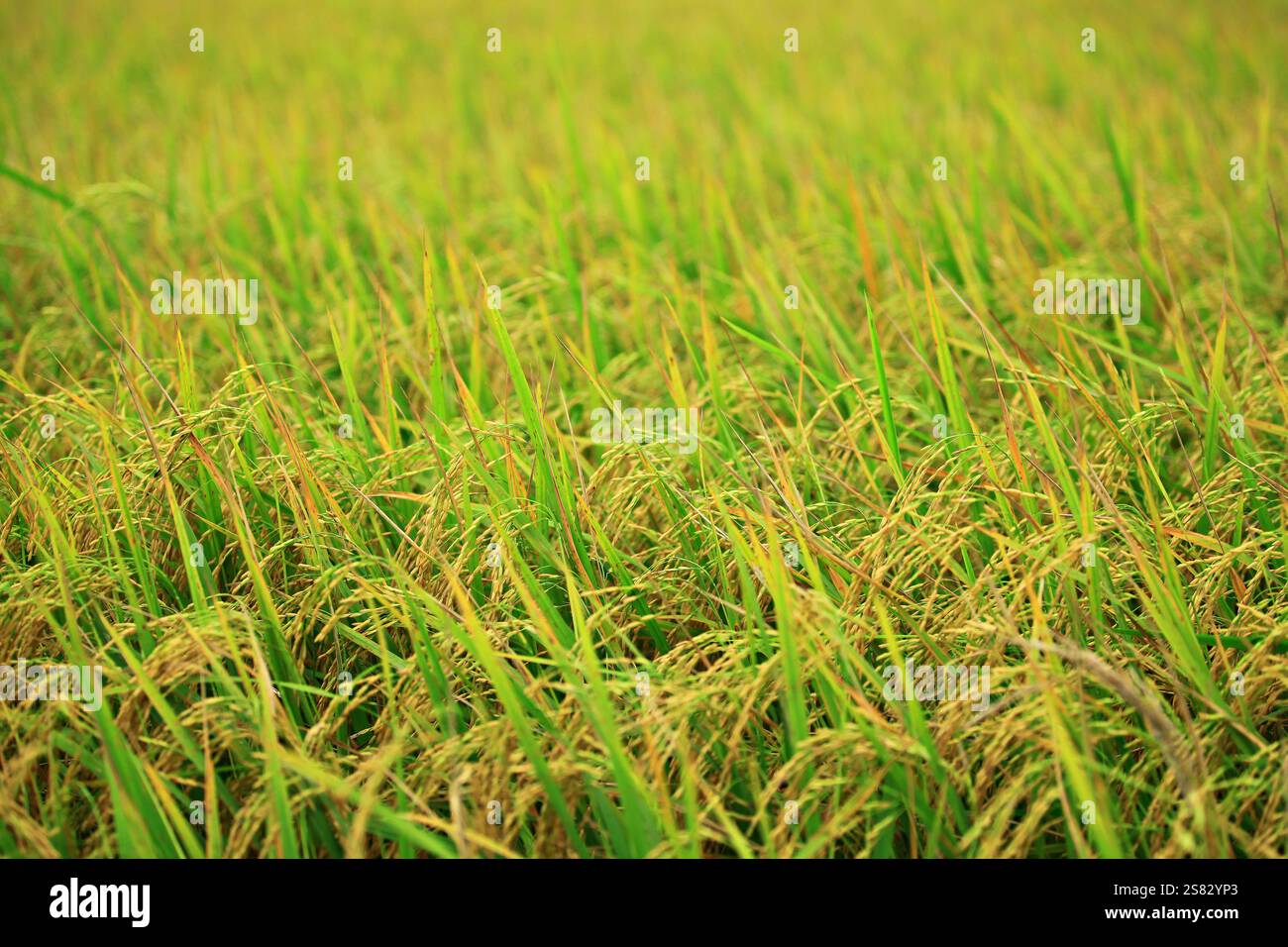 Landscape nature of rice field on rice paddy green color lush growing ...