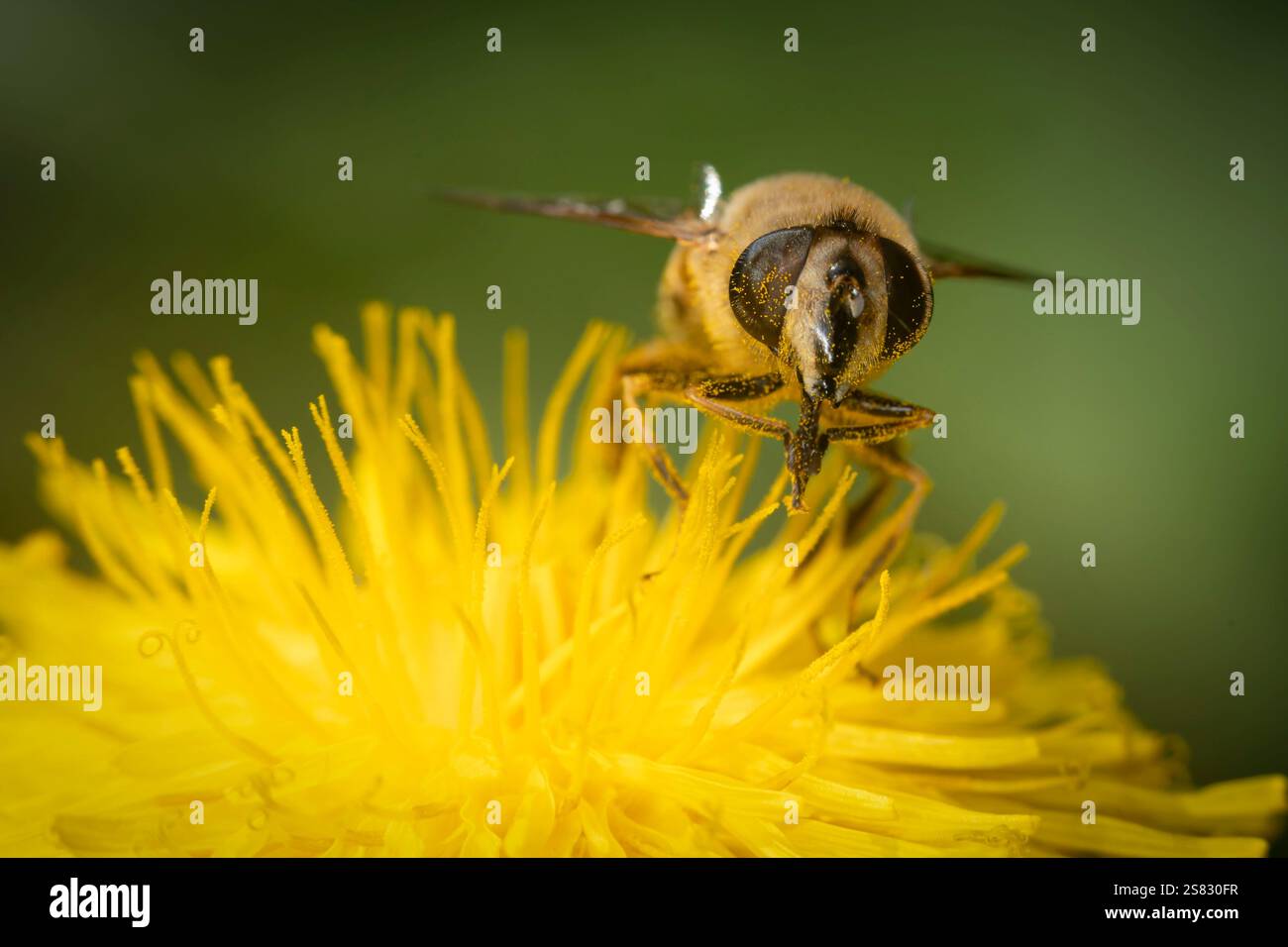 Bee at work covered with pollen Stock Photo - Alamy
