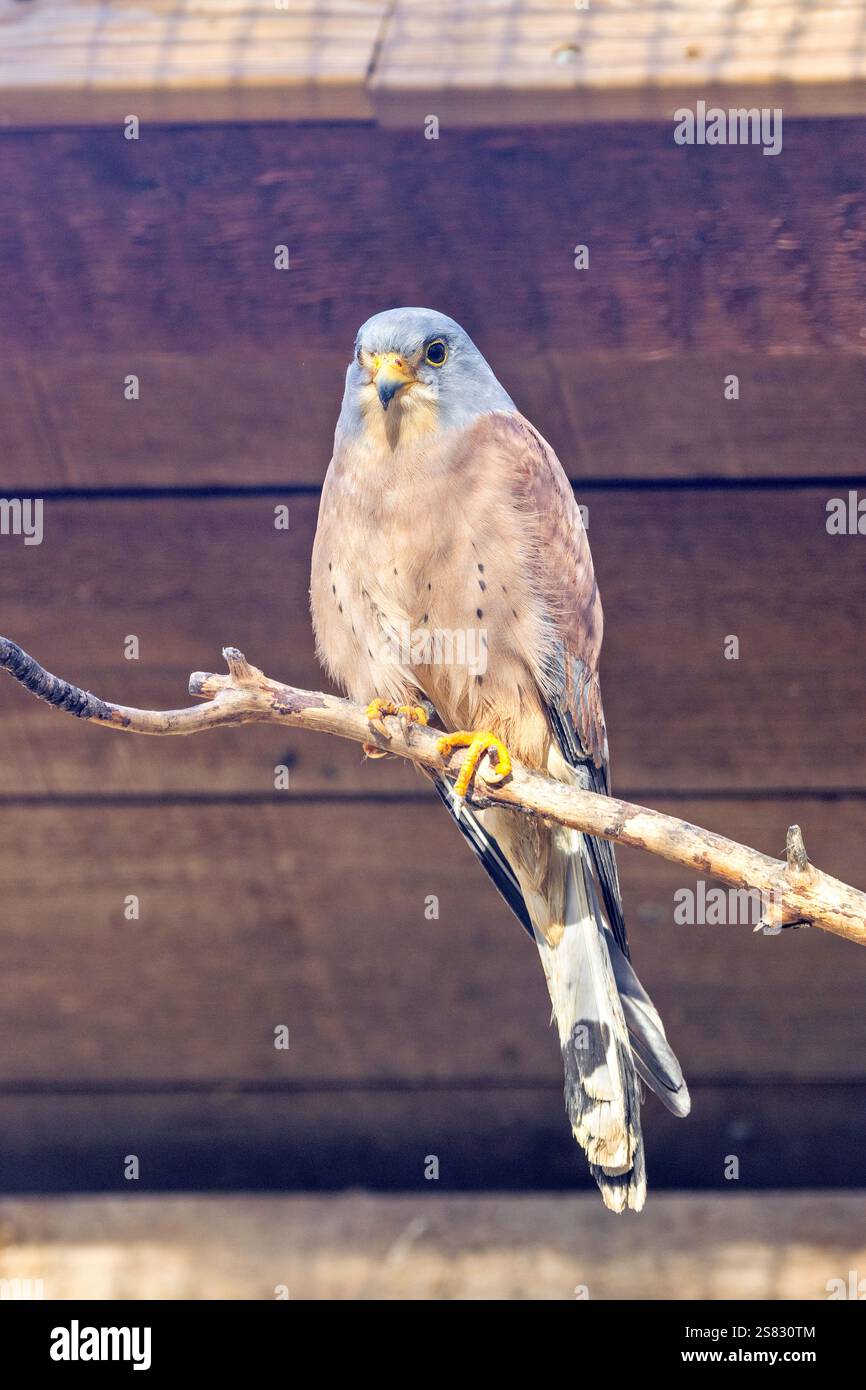 Lesser Kestrel (Falco naumanni) preys on insects and small mammals ...