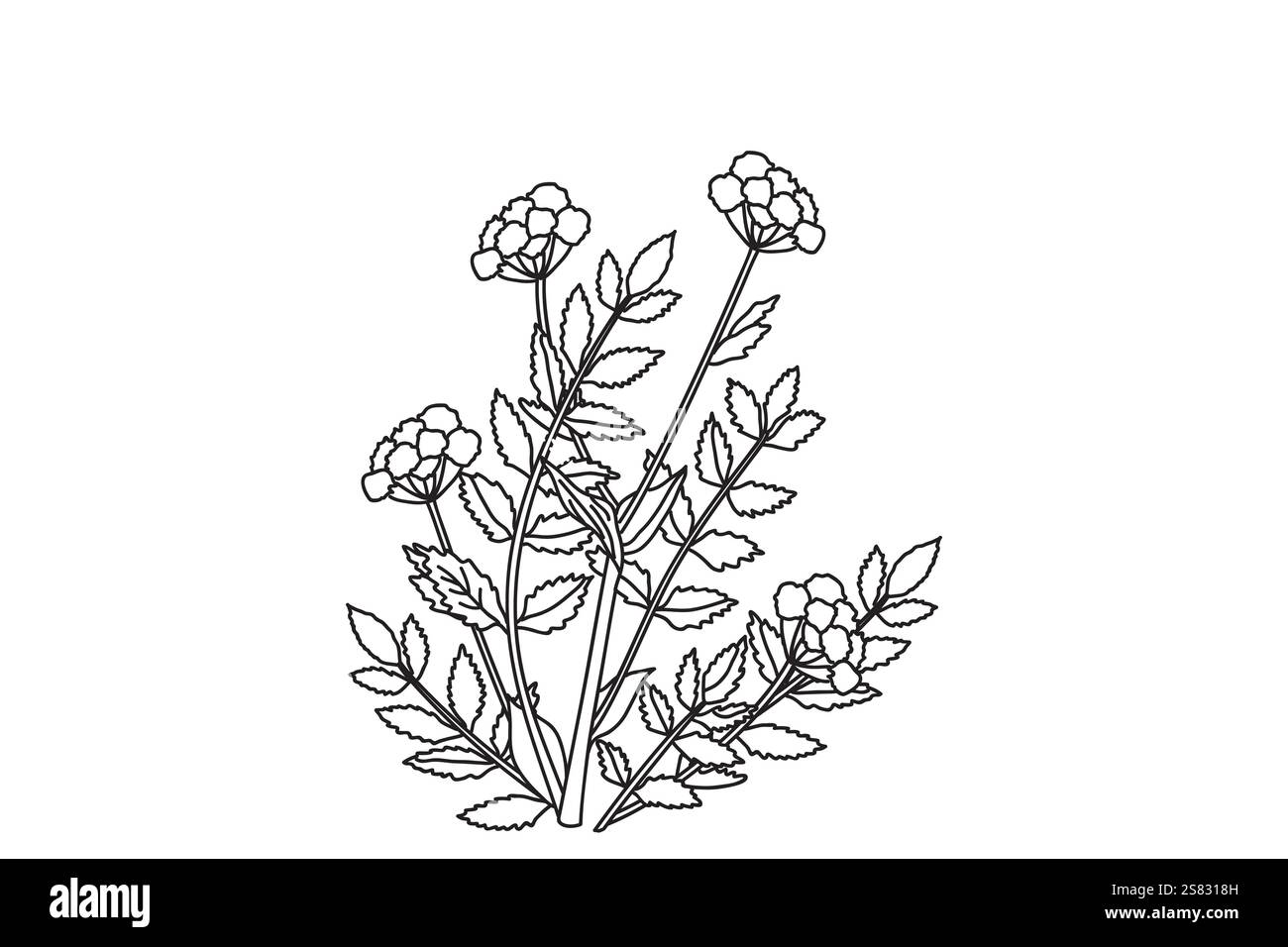 Line art botanical bouquet of Calendula isolated on white background ...