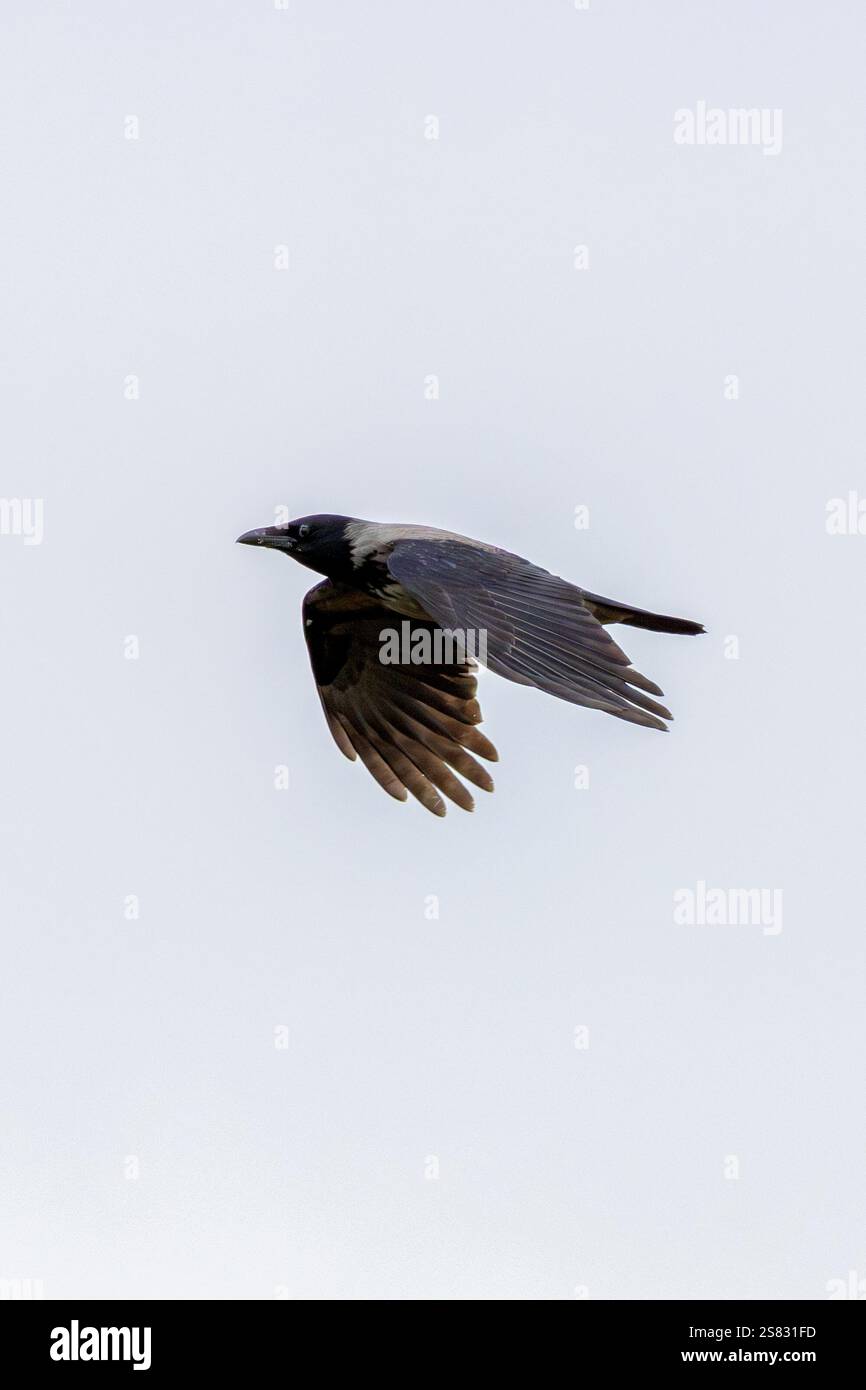 Hooded Crow (Corvus cornix) eats insects, small animals, and scraps ...
