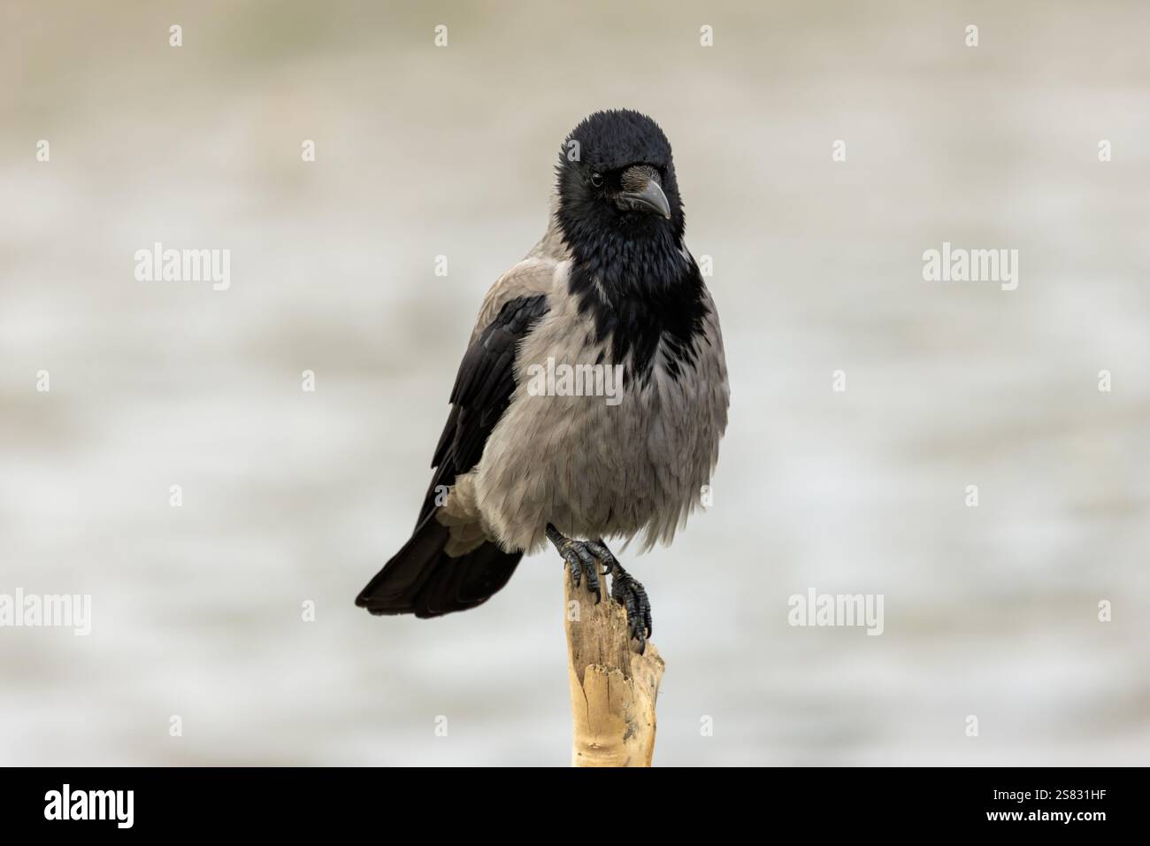 Hooded Crow (Corvus cornix) eats insects, small animals, and scraps ...