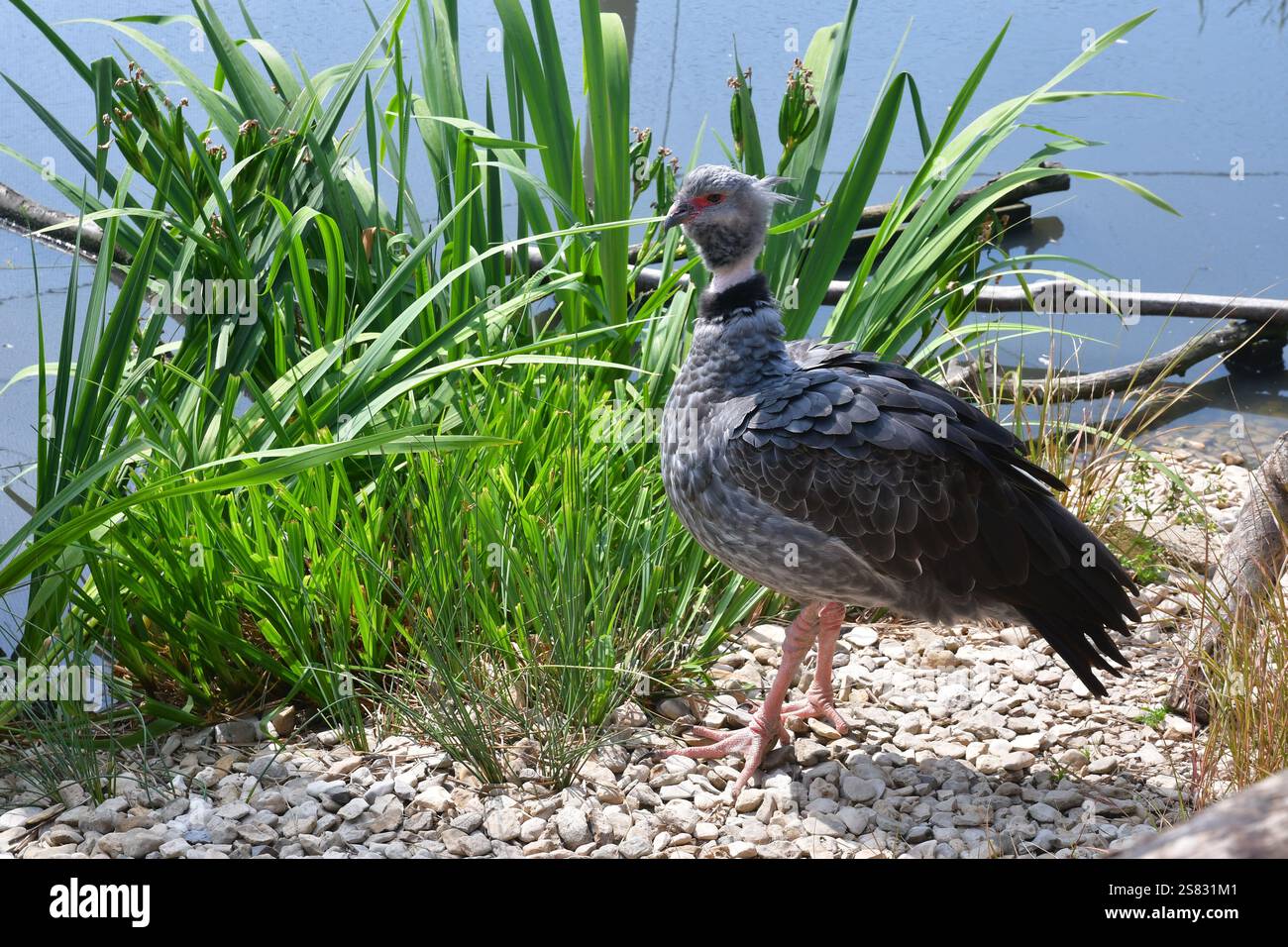 Crested Screamer bird at Slimbridge Wetland Centre, Gloucestershire ...