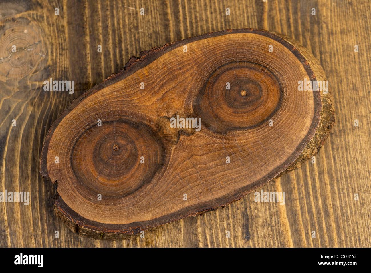 processed walnut tree wood with annual rings, processed for decoration ...