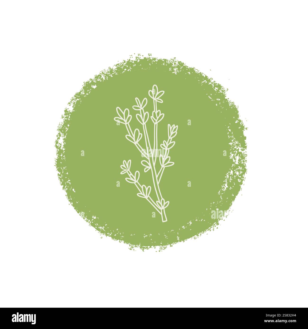 Thyme culinary herb label. Hand drawn badge. Vector hand drawn doodle ...