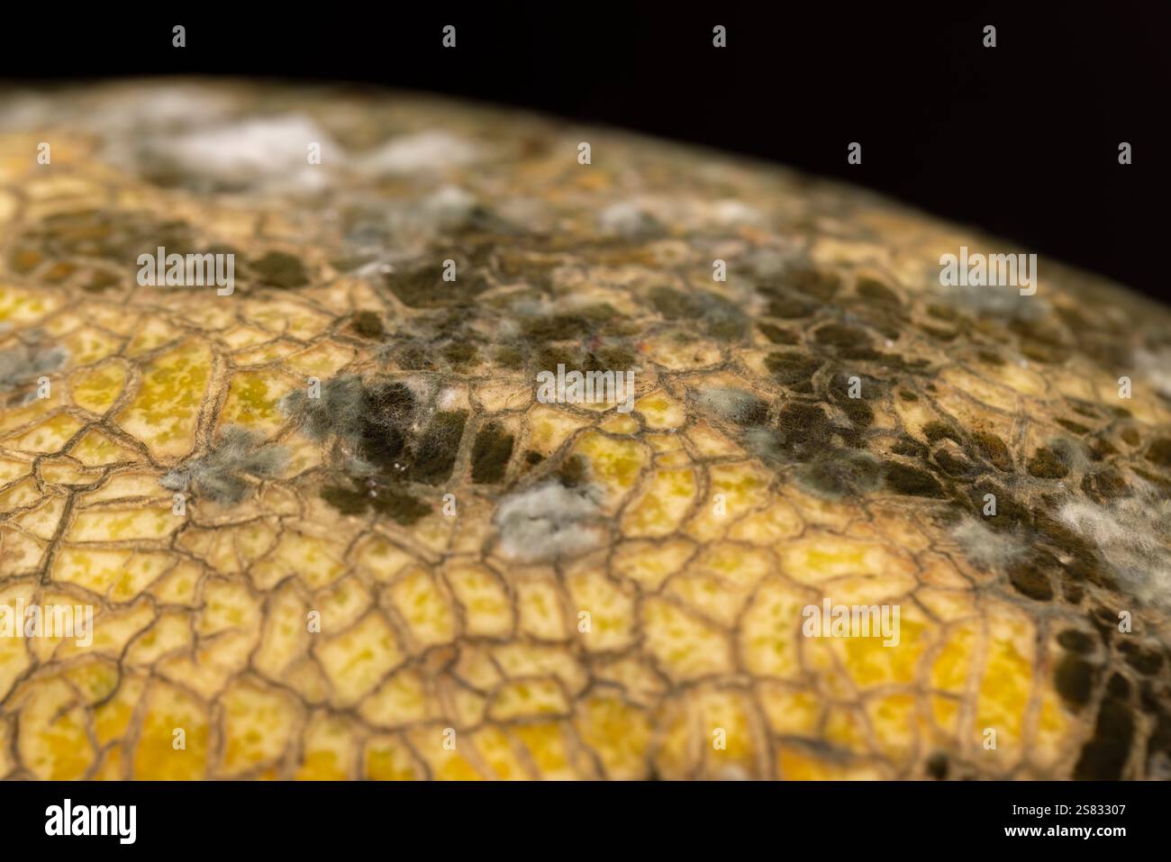 melon with mold and mildew close up, spoiled food covered with mold and ...