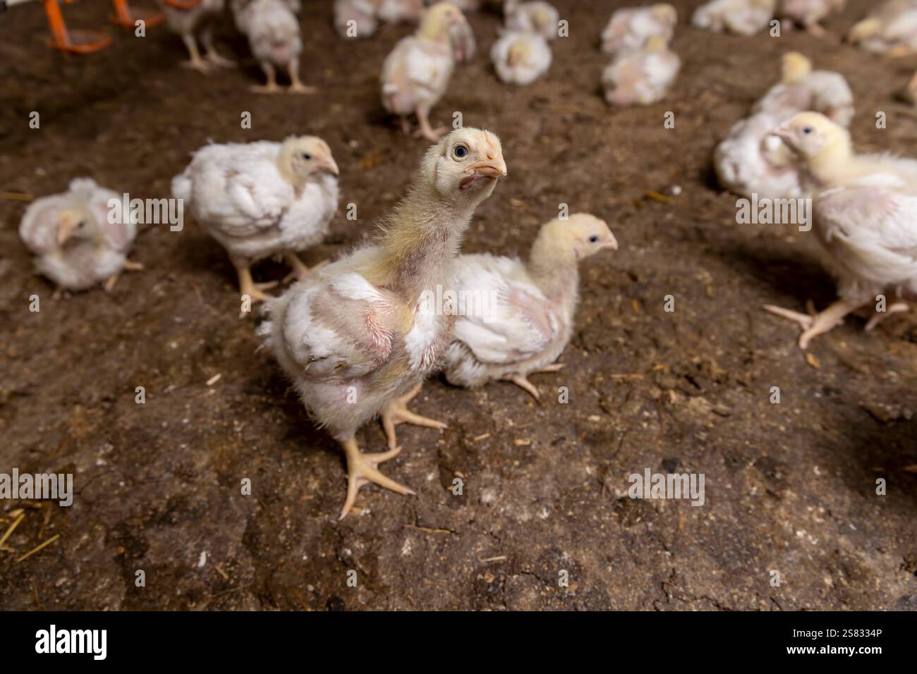 a poultry farm where meat breeds of broiler chickens are grown for ...