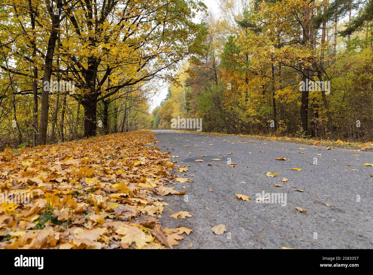 a narrow rural road with orange maple trees on the side of the road in ...