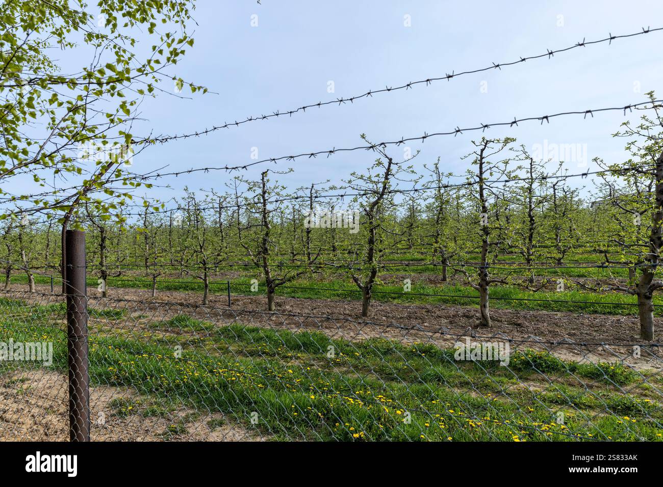fenced with barbed wire apple trees in cloudy weather, growing apples ...