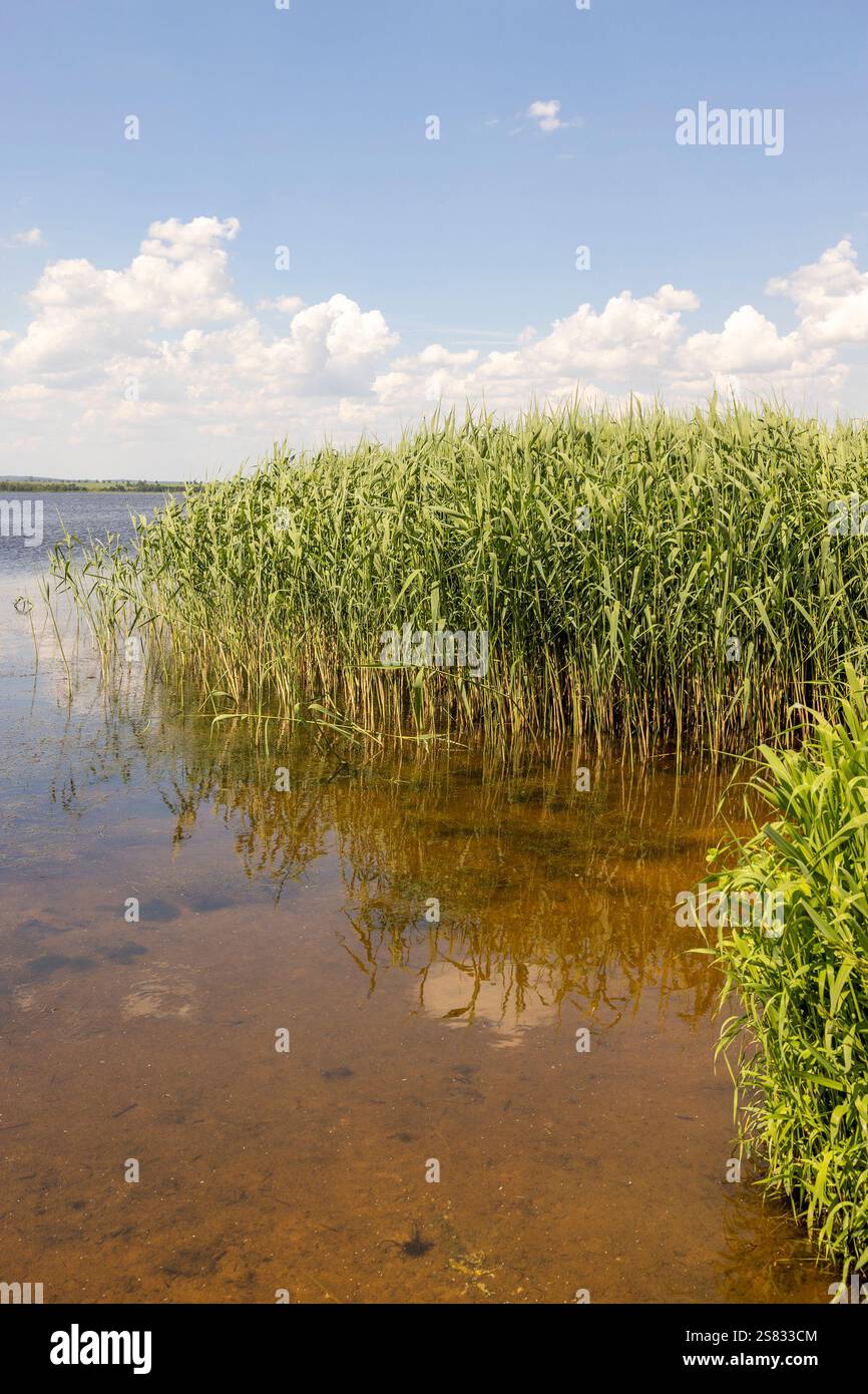 grass and other plants growing on the riverbank in summer weather, the ...