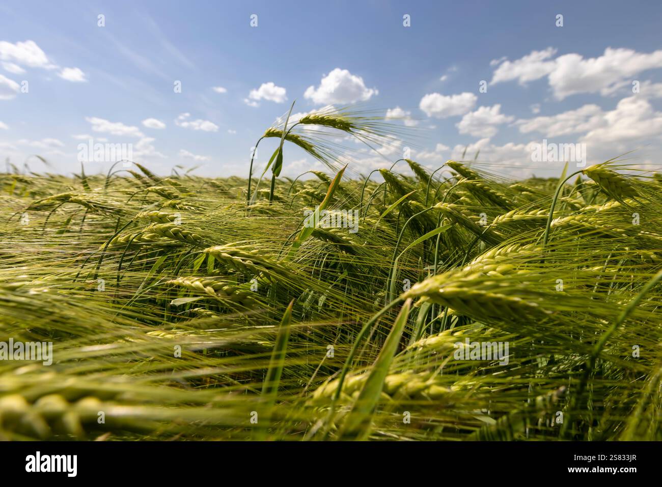a field where rye grows, the cultivation of varieties of rye for food ...