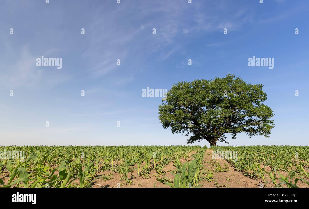 the only one oak in a green cornfield with young sweet corn plants, one ...