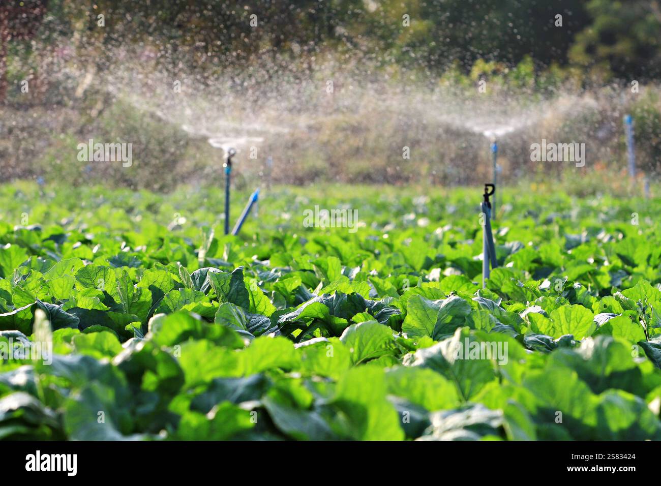 Water sprayed from the sprinkler of automatic watering agricultural ...