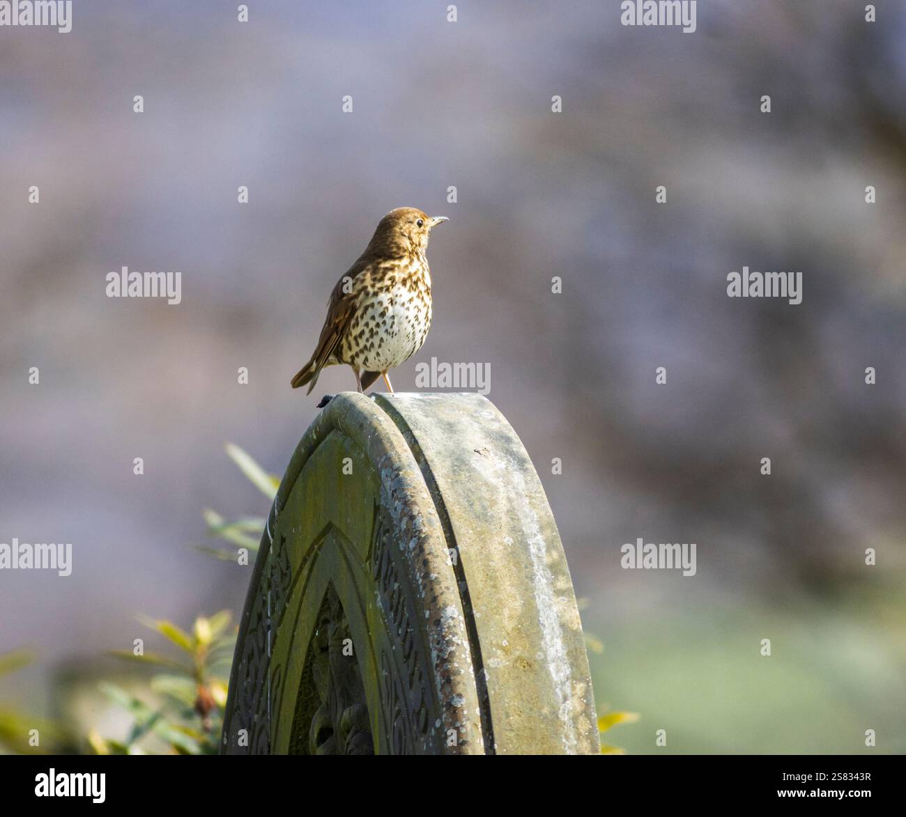 Song Thrush sings on a grave Stock Photo - Alamy