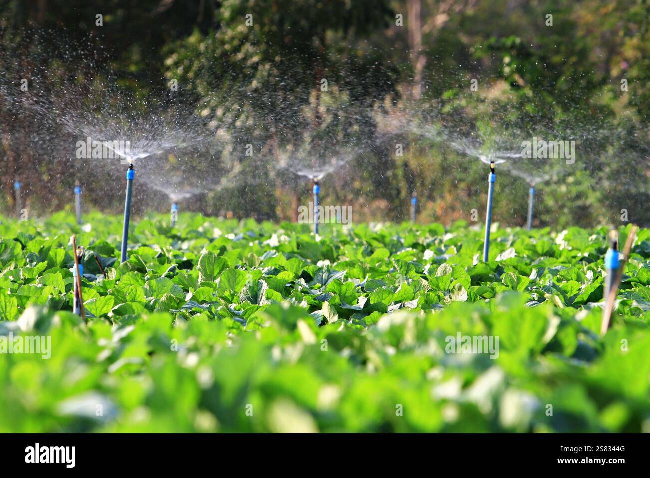Water sprayed from the sprinkler of automatic watering agricultural ...