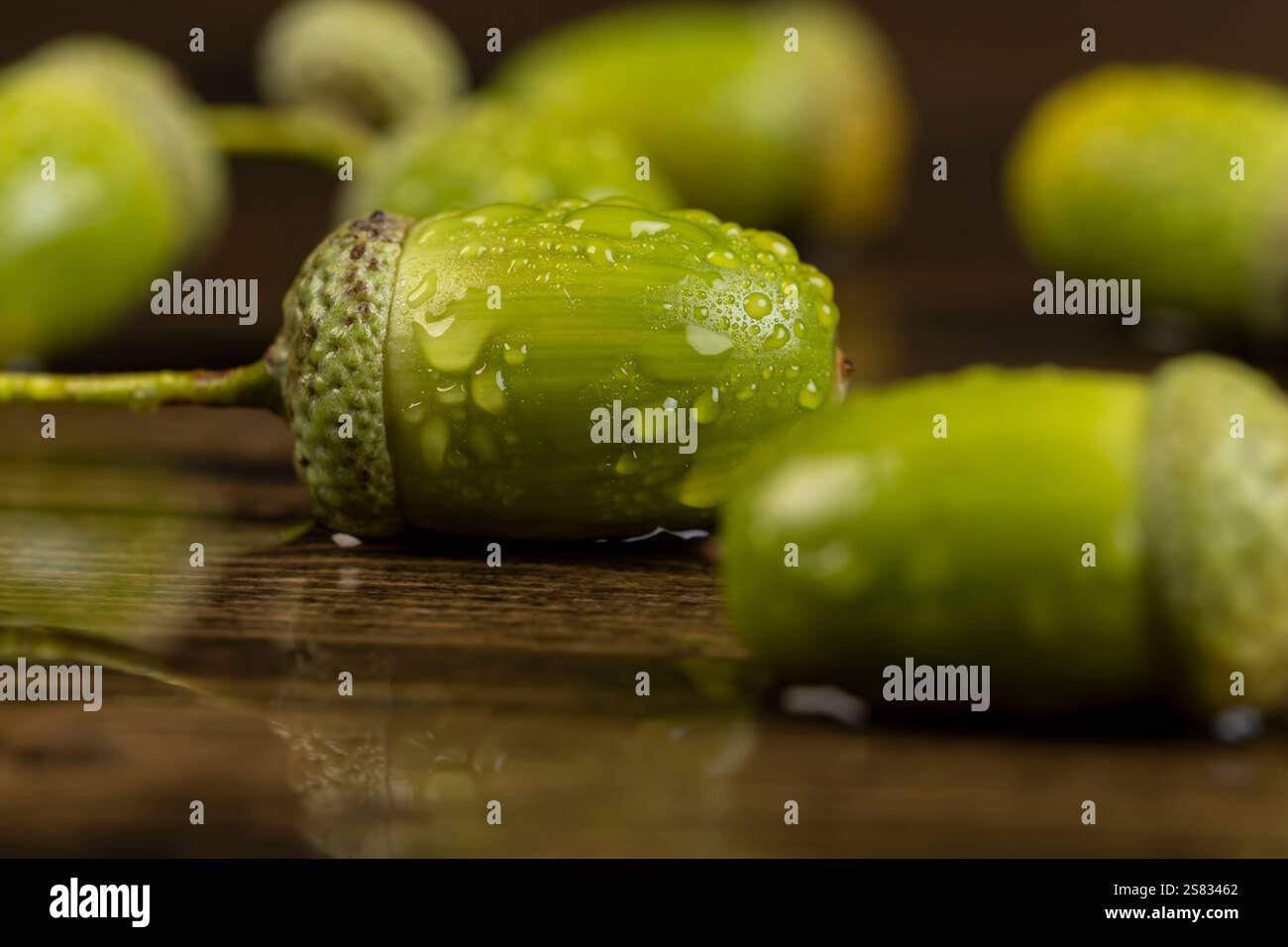 wet green big oak fruits acorns, wet in drops of water green oak acorn ...