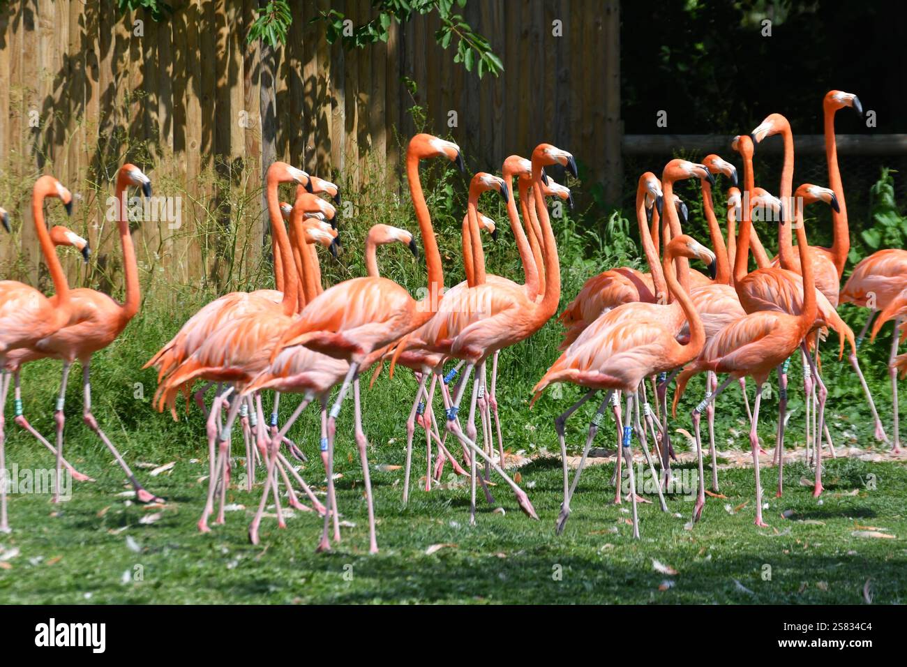 American Flamingos at Slimbridge Wetland Centre, Gloucestershire ...