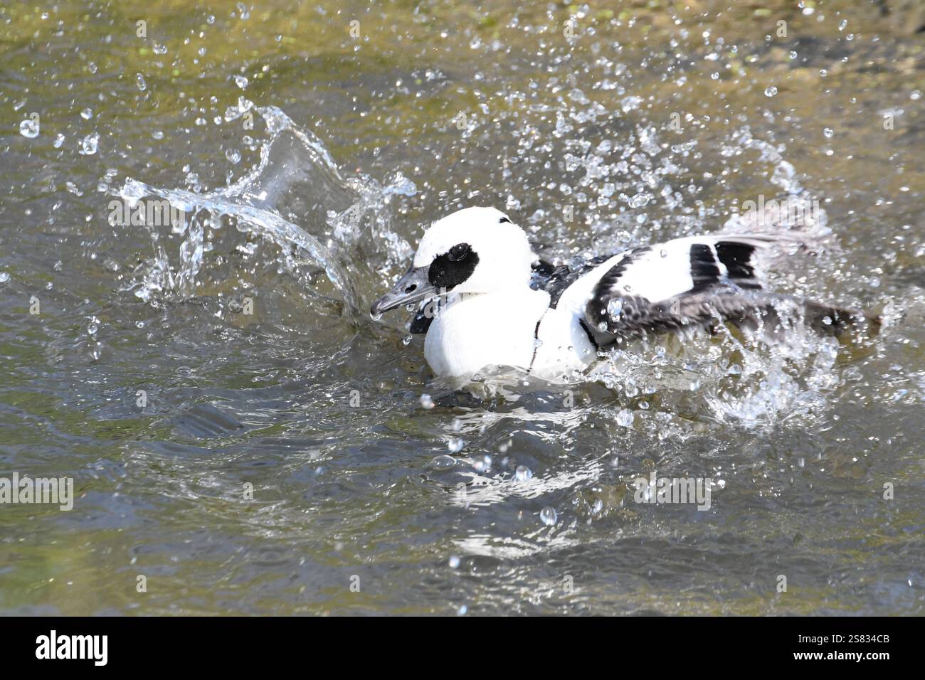 Male smew duck at Slimbridge Wetland Centre, Gloucestershire, England ...