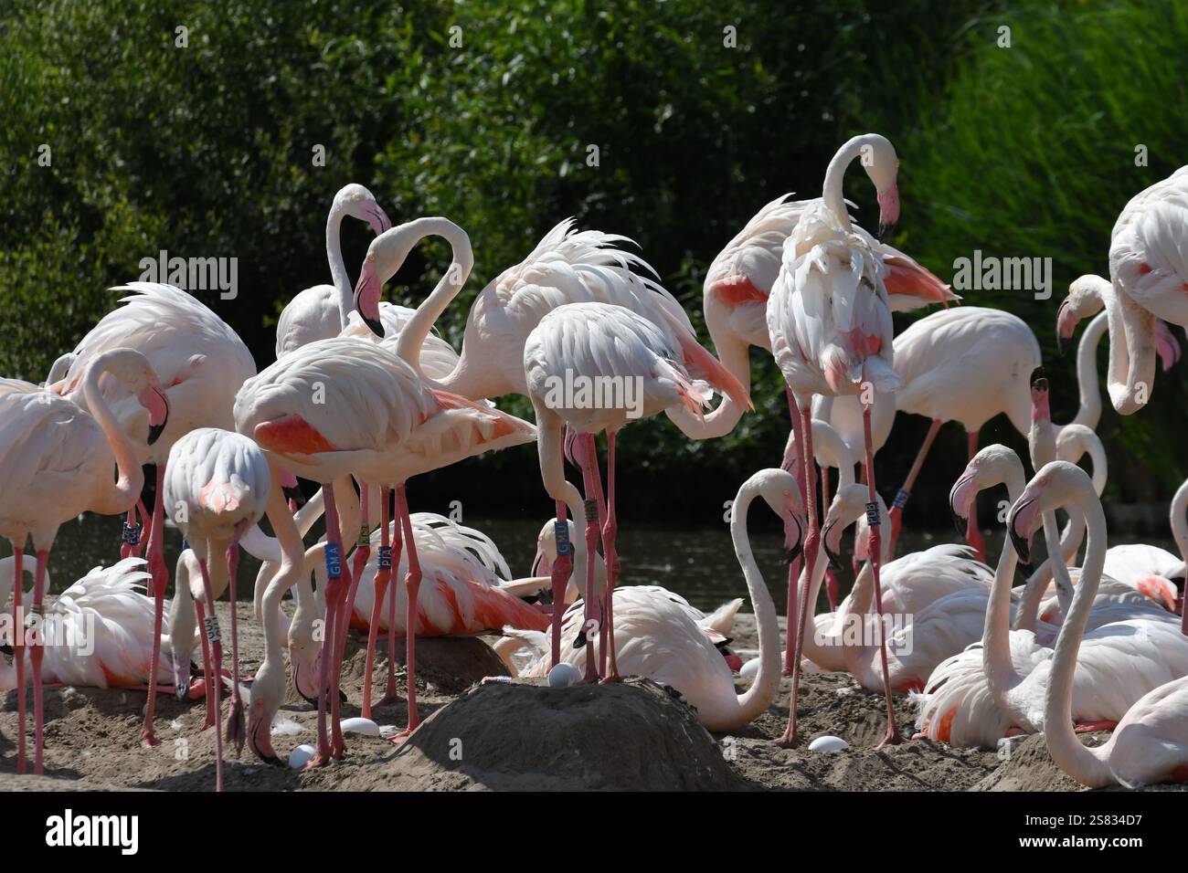 Greater Flamingo at Slimbridge Wetland Centre, Gloucestershire, England ...