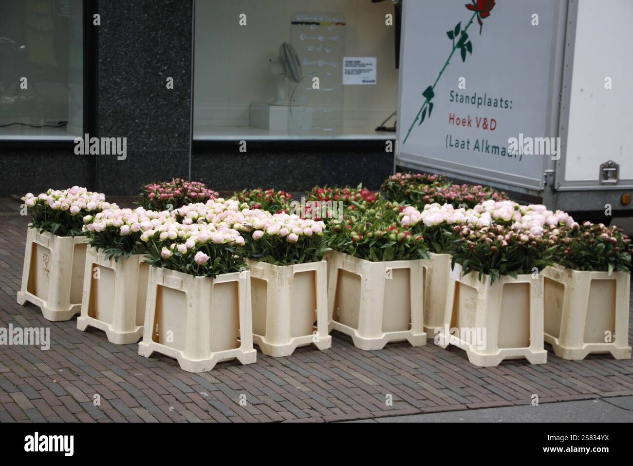 Beautiful peonies for sale on a market in the Netherlands Stock Photo ...