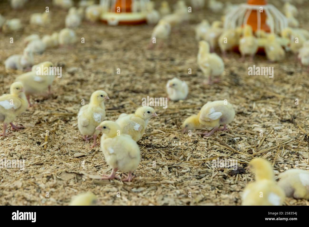 yellow chickens with fluff in the large hall of the poultry farm ...