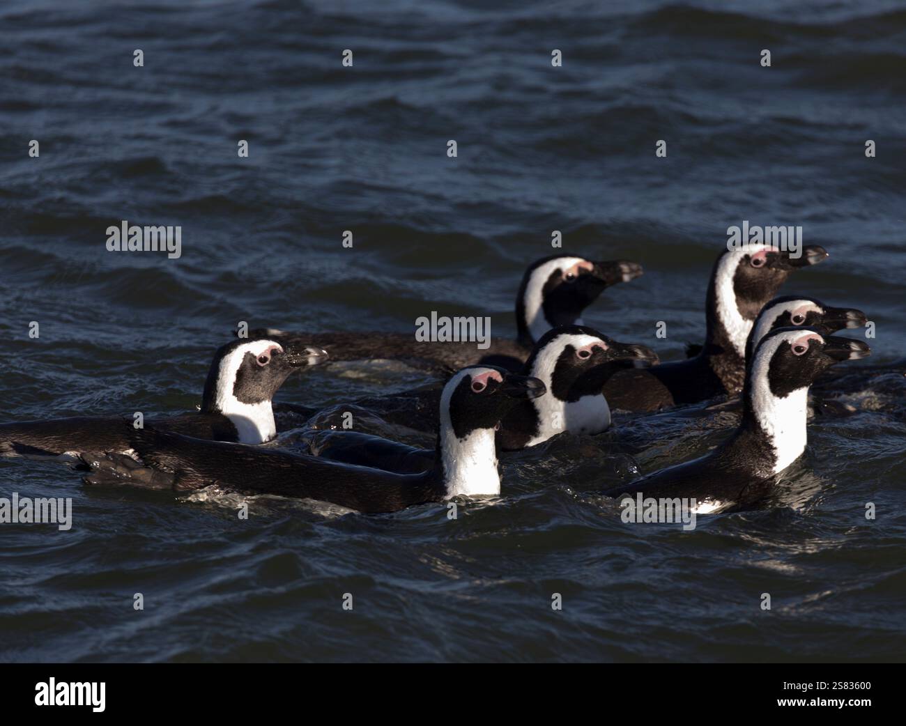 A photo of African penguins in Namibia Stock Photo - Alamy