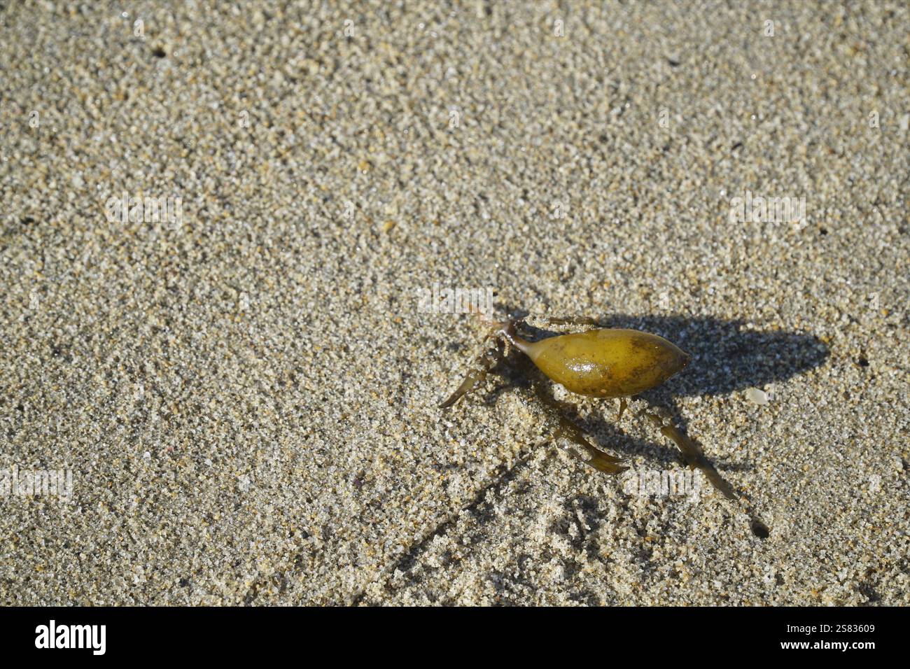 Small piece of seaweed, in closeup, on damp beach sand Stock Photo - Alamy
