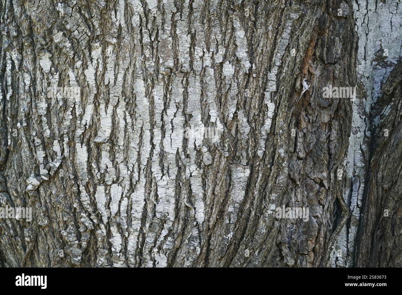 Silky Oak tree bark, closeup, showing the distinctive texture and ...