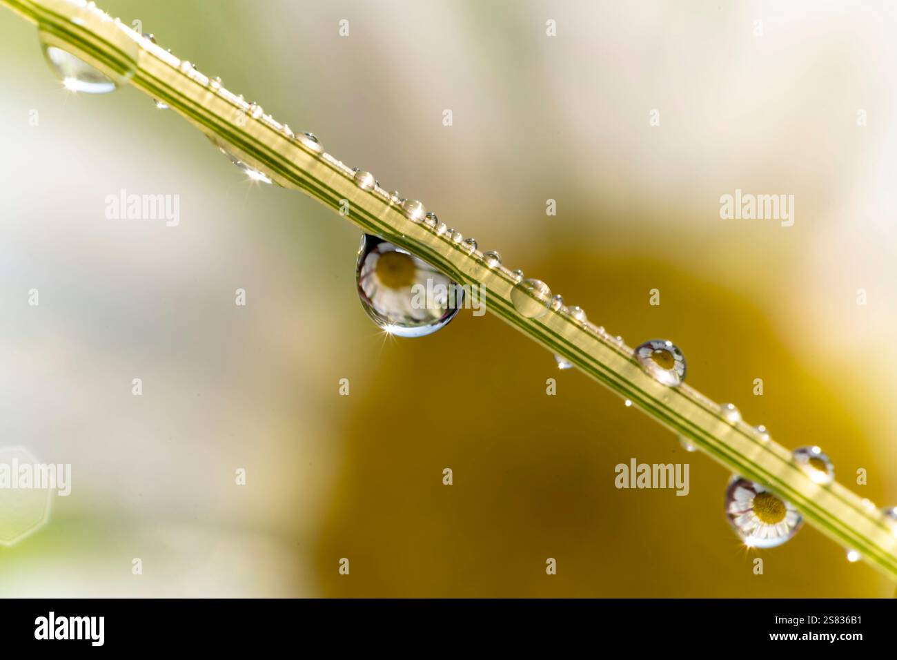 Macro photography of water drops reflecting flowers Stock Photo - Alamy