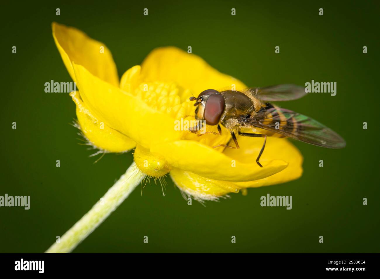 Hoverfly ecosystem hi-res stock photography and images - Alamy