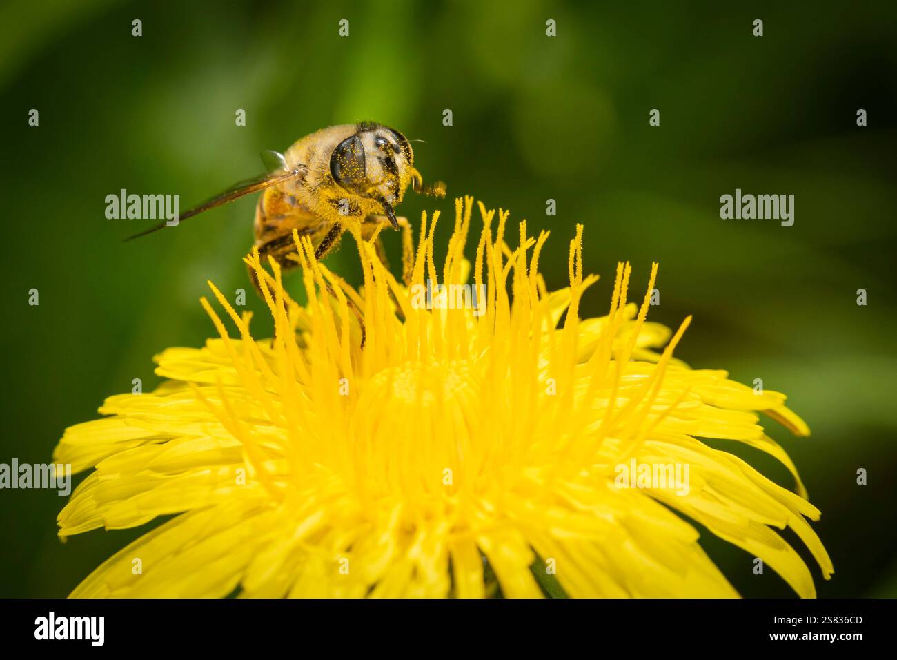 Work details flora fauna hi-res stock photography and images - Alamy