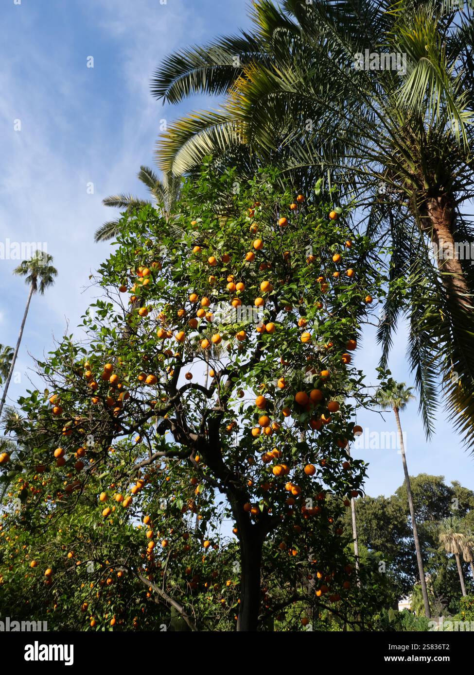 Orange tree with ripe oranges in the garden of the Moorish royal palace ...