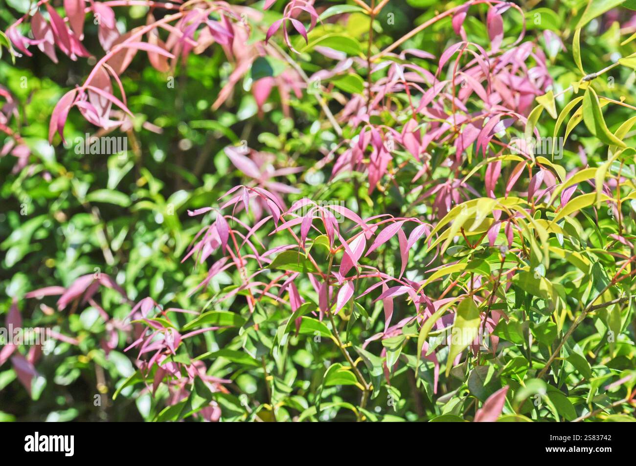 Closeup section of Syzygium austral tree branches showing the ...