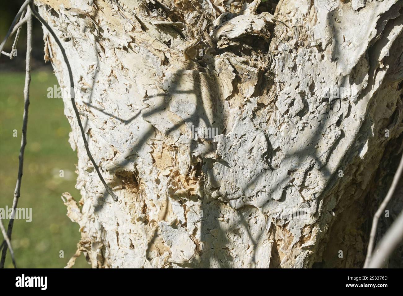 Melaleuca quinquenervia paper bark hi-res stock photography and images ...