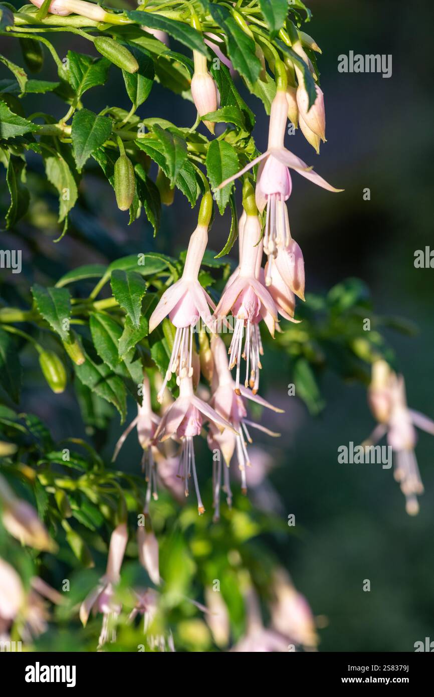 Cultivated fuchsias hi-res stock photography and images - Alamy