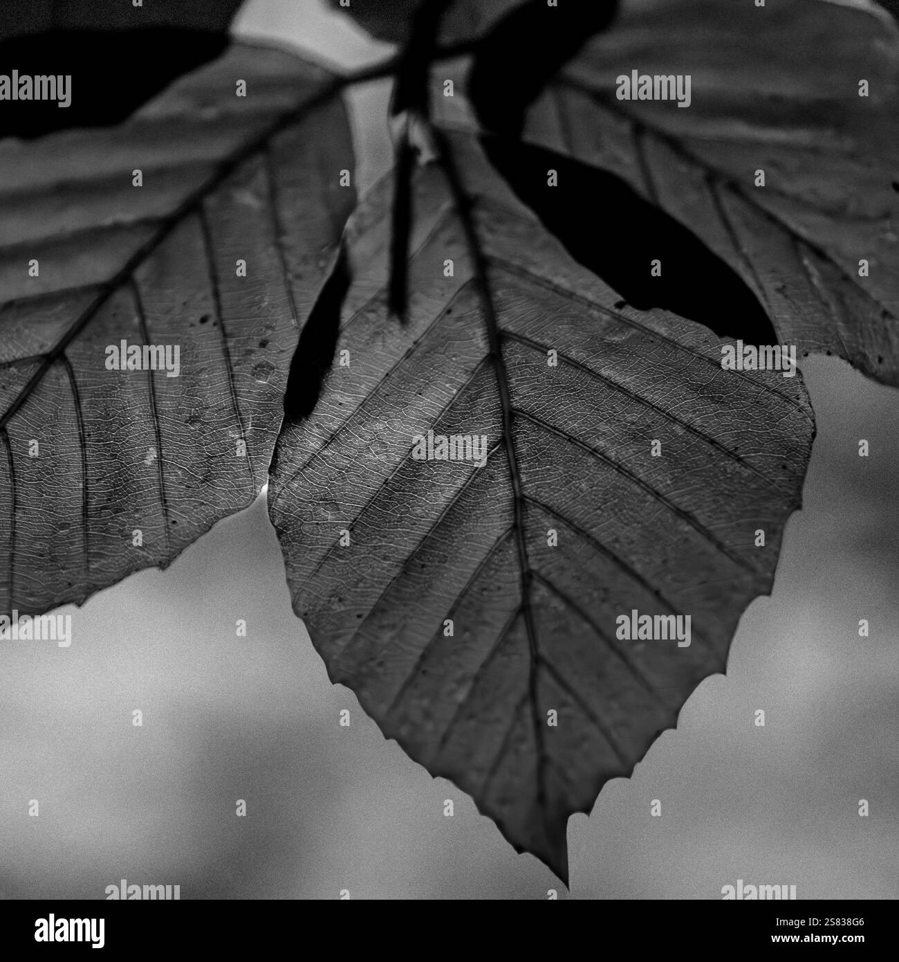 A close-up, semi-abstract, black & white picture of beech leaves with ...
