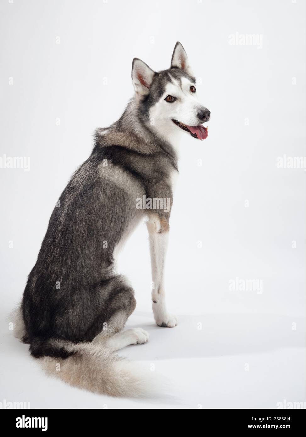 A Siberian Husky sitting in a relaxed side view against a white ...
