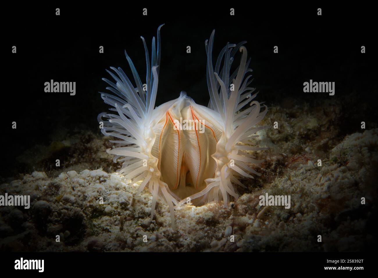 File clam (Limaria sp.) This intriguing animals with fleshy tentacles ...