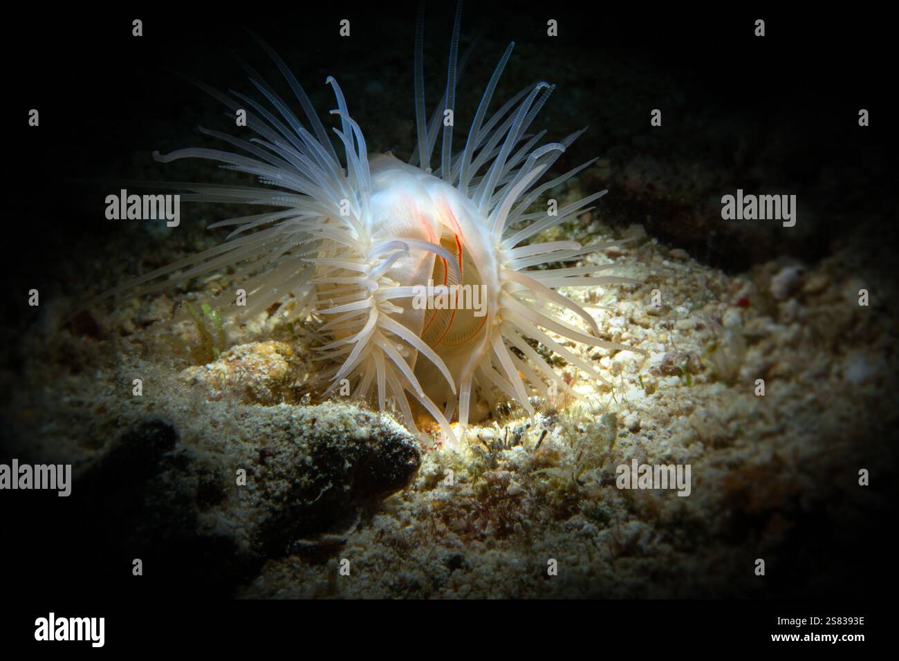 File clam (Limaria sp.) This intriguing animals with fleshy tentacles ...