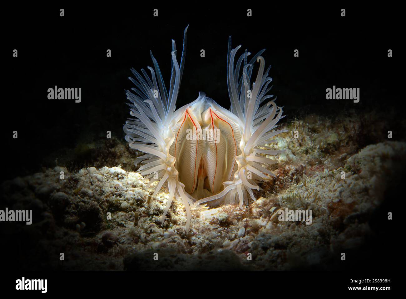 File clam (Limaria sp.) This intriguing animals with fleshy tentacles ...