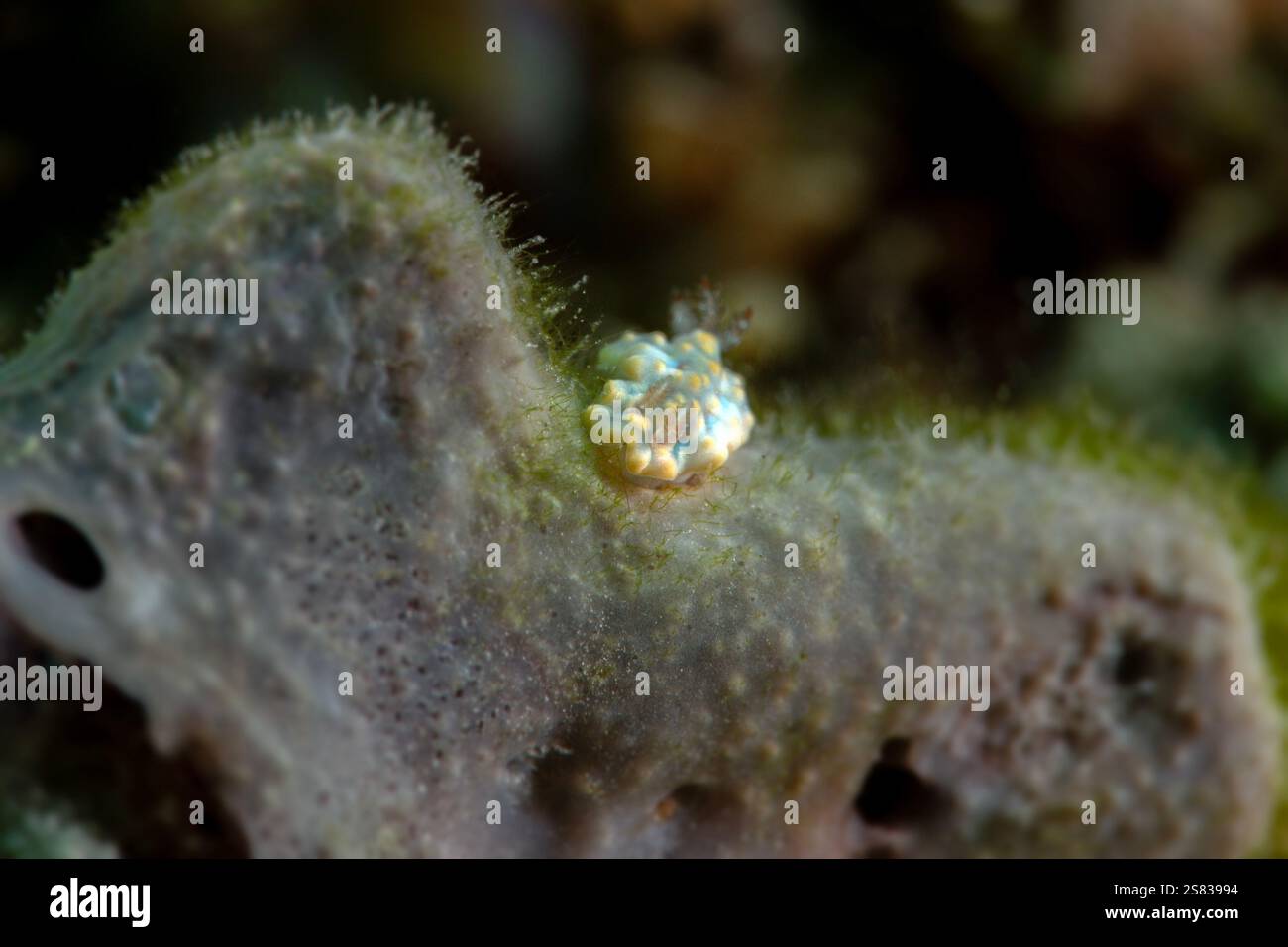 Miamira sinuata is a species of colorful dorid nudibranch. Underwater ...