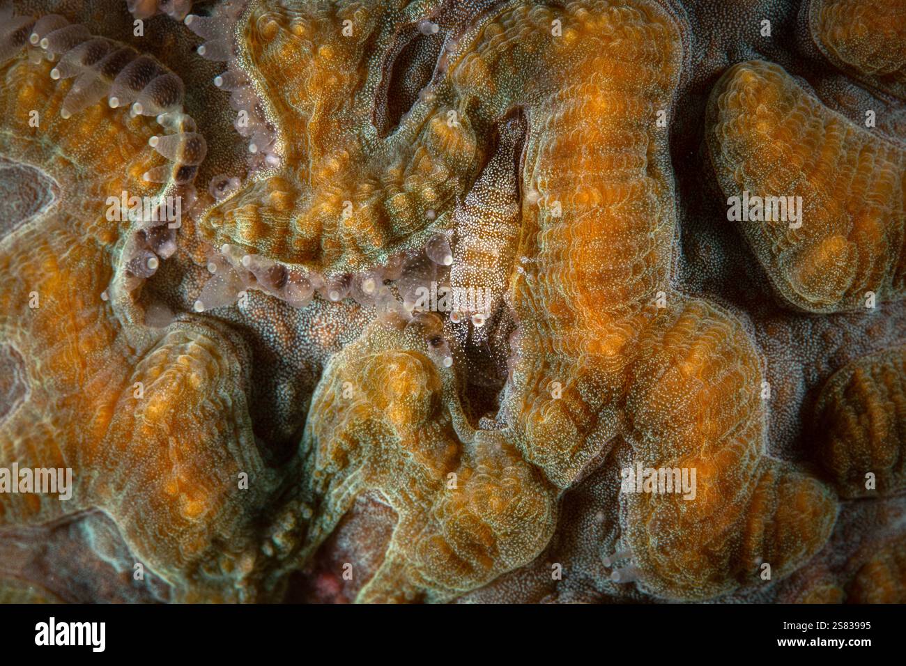 Pale Scorpion Shrimp (Metapontonia fungiacola) is perfectly camouflaged ...