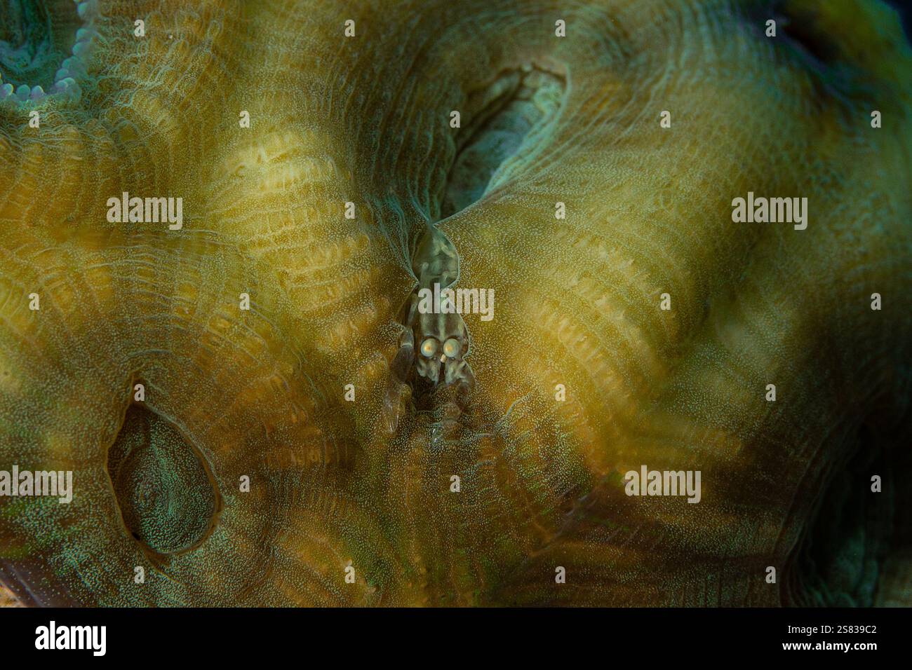 Top level master of camouflage. Pale Scorpion Shrimp (Metapontonia ...