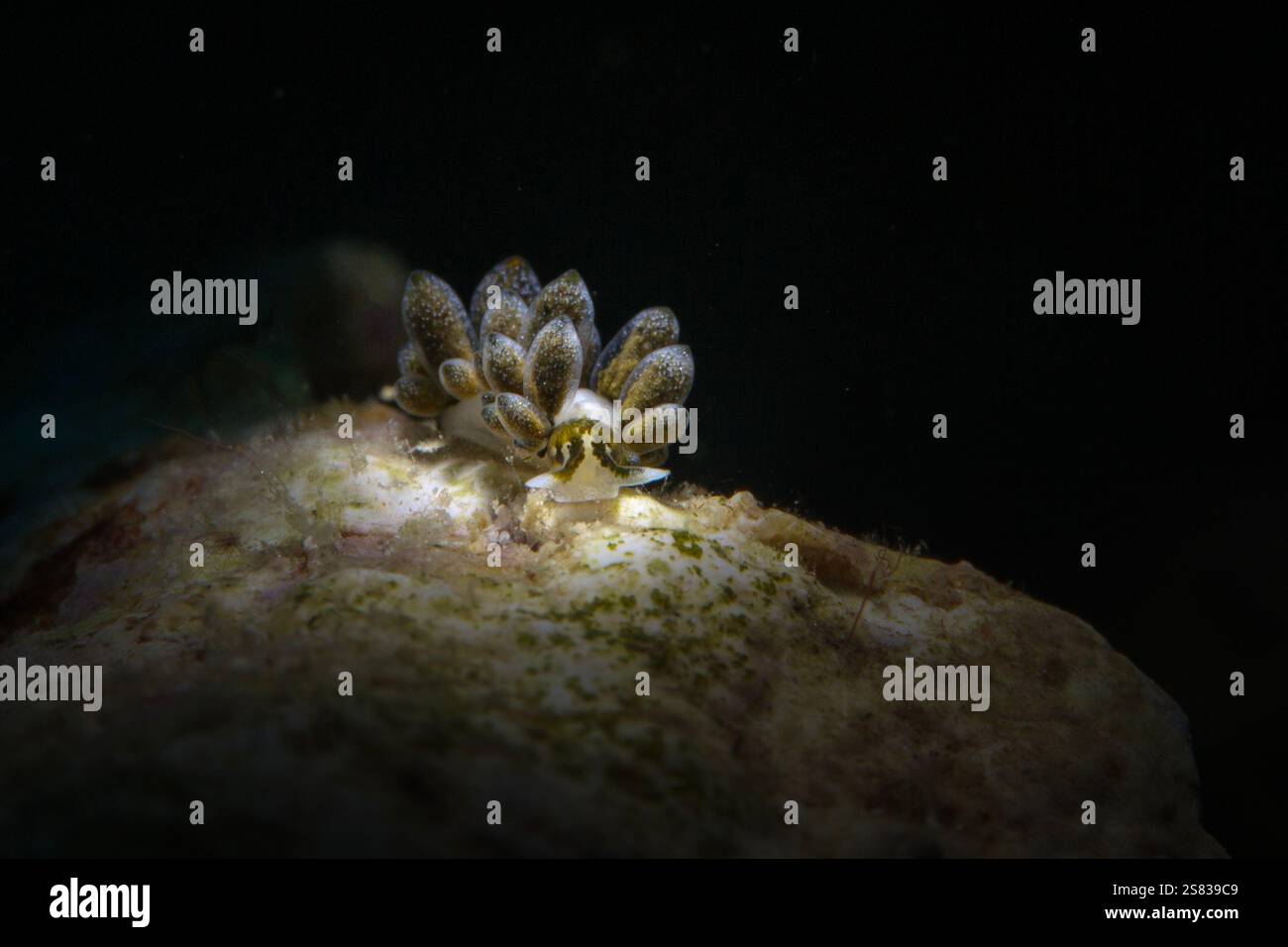 Ercolania sp. - small sacoglossan sea slug, shell-less marine ...