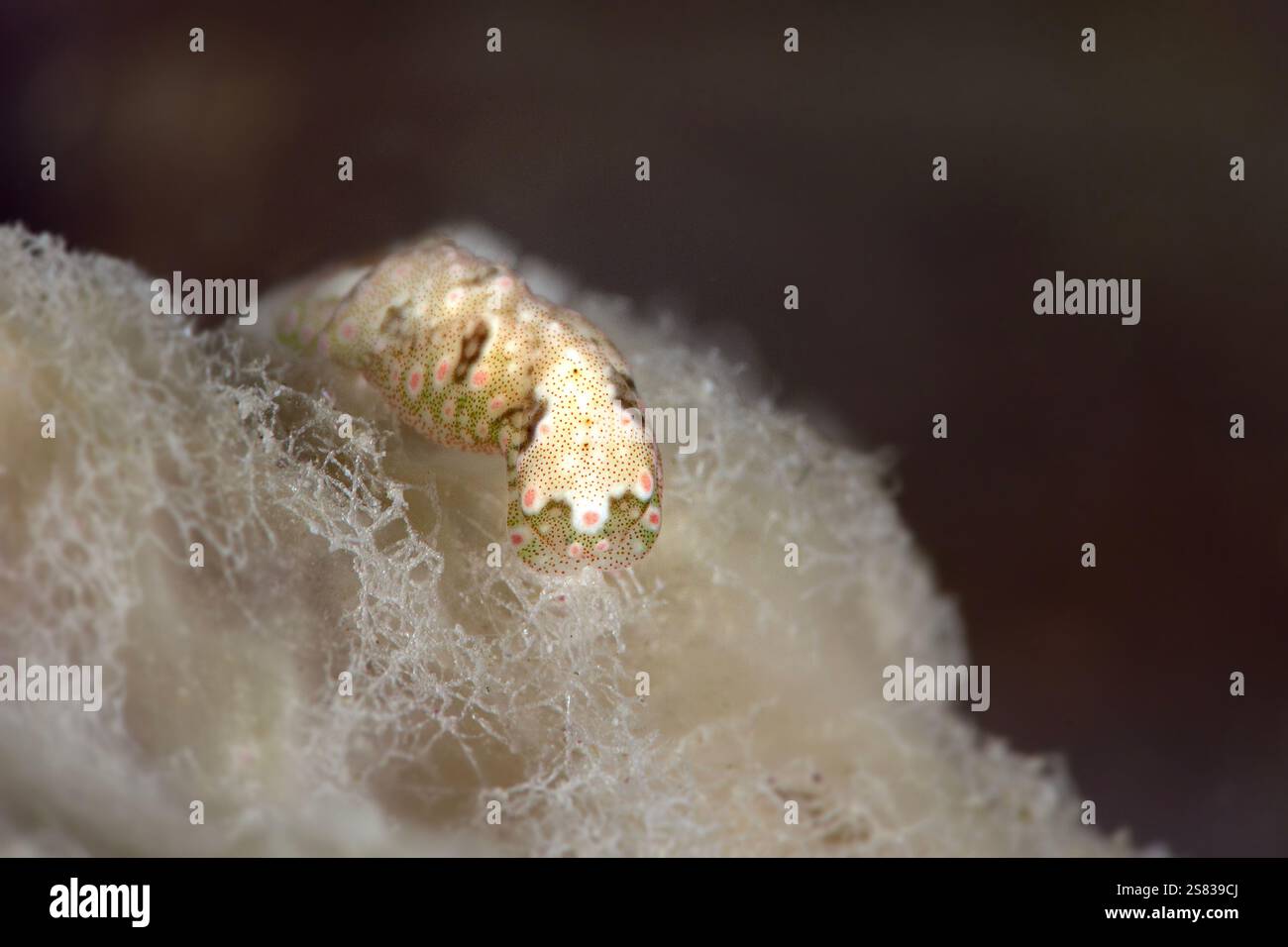 Odontoglaja guamensis hi-res stock photography and images - Alamy