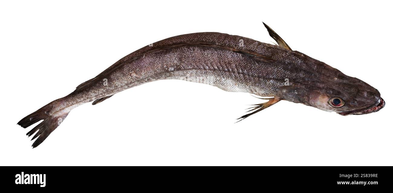 Raw merluccius on white background Stock Photo - Alamy