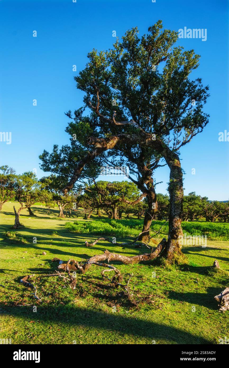 Fanal forest trees on Madeira island, Portugal Stock Photo - Alamy