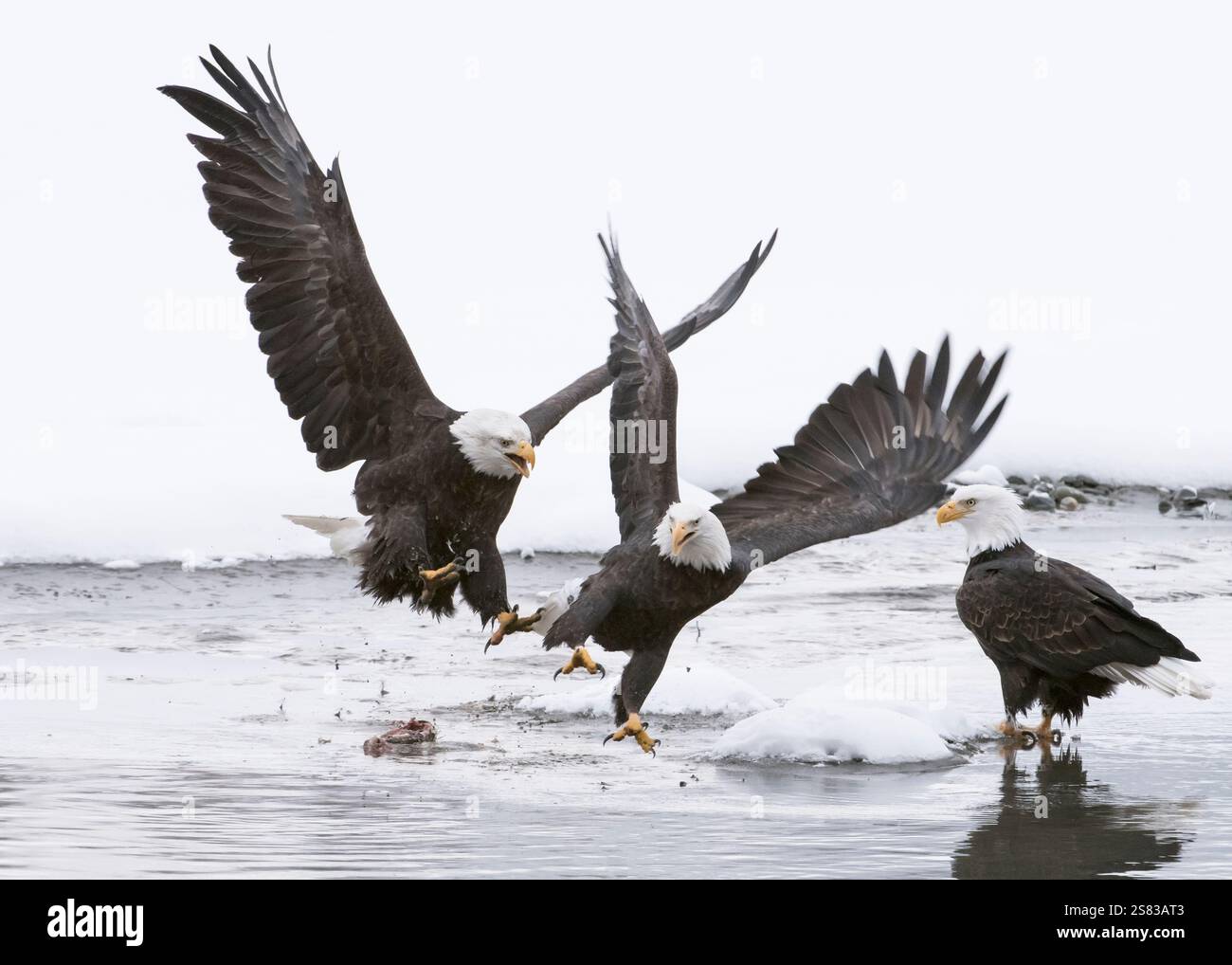 North America; United States; Alaska; Chilkat River; Haines; Wildlife ...
