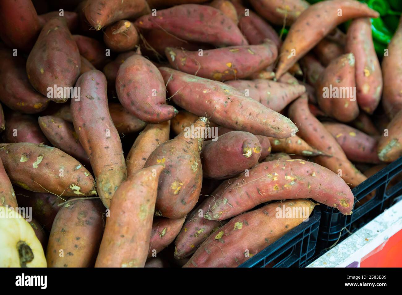 Raw sweet potato tubers Stock Photo - Alamy
